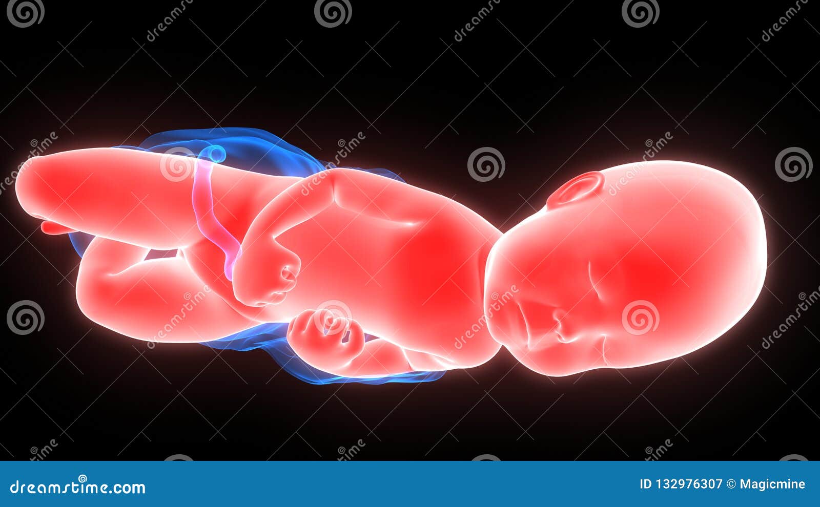Labor and Vaginal Birth Anatomy Stock Illustration - Illustration of ...