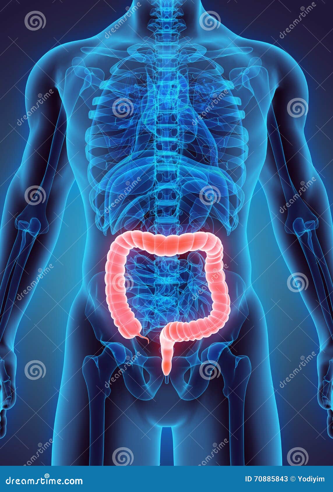 3D Illustration of Large Intestine. Stock Illustration - Illustration ...