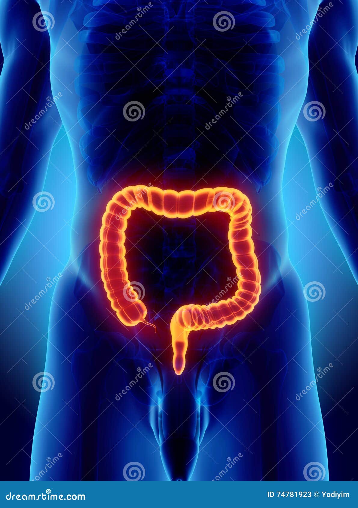 3D Illustration of Large Intestine. Stock Illustration - Illustration ...