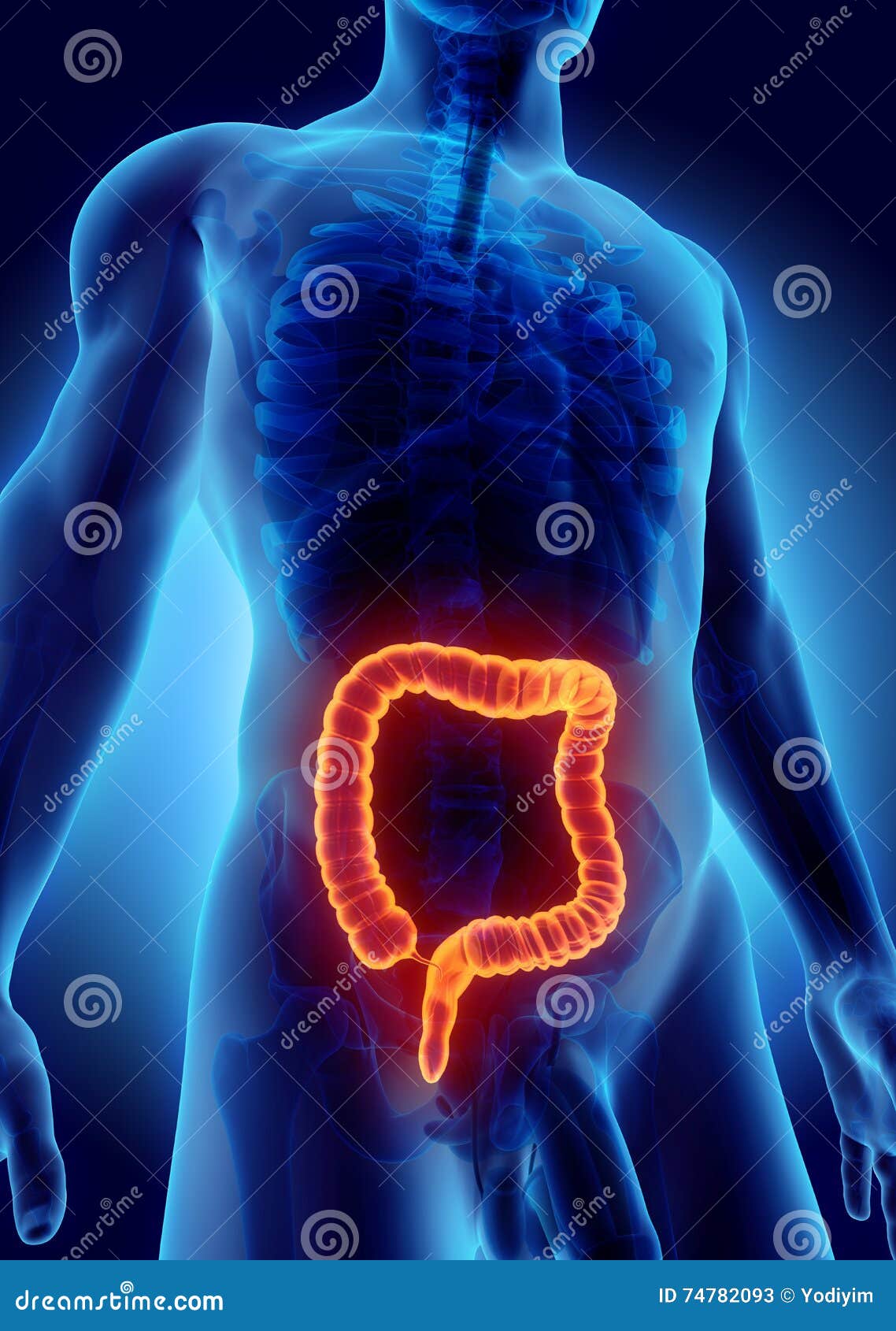 3D Illustration of Large Intestine. Stock Illustration - Illustration ...