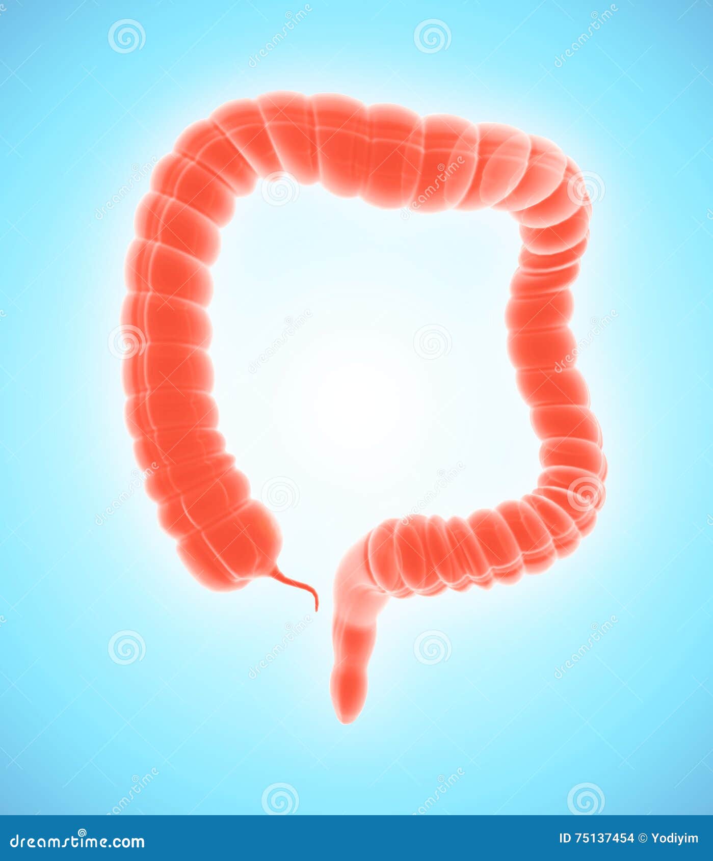 3D Illustration of Large Intestine. Stock Illustration - Illustration ...
