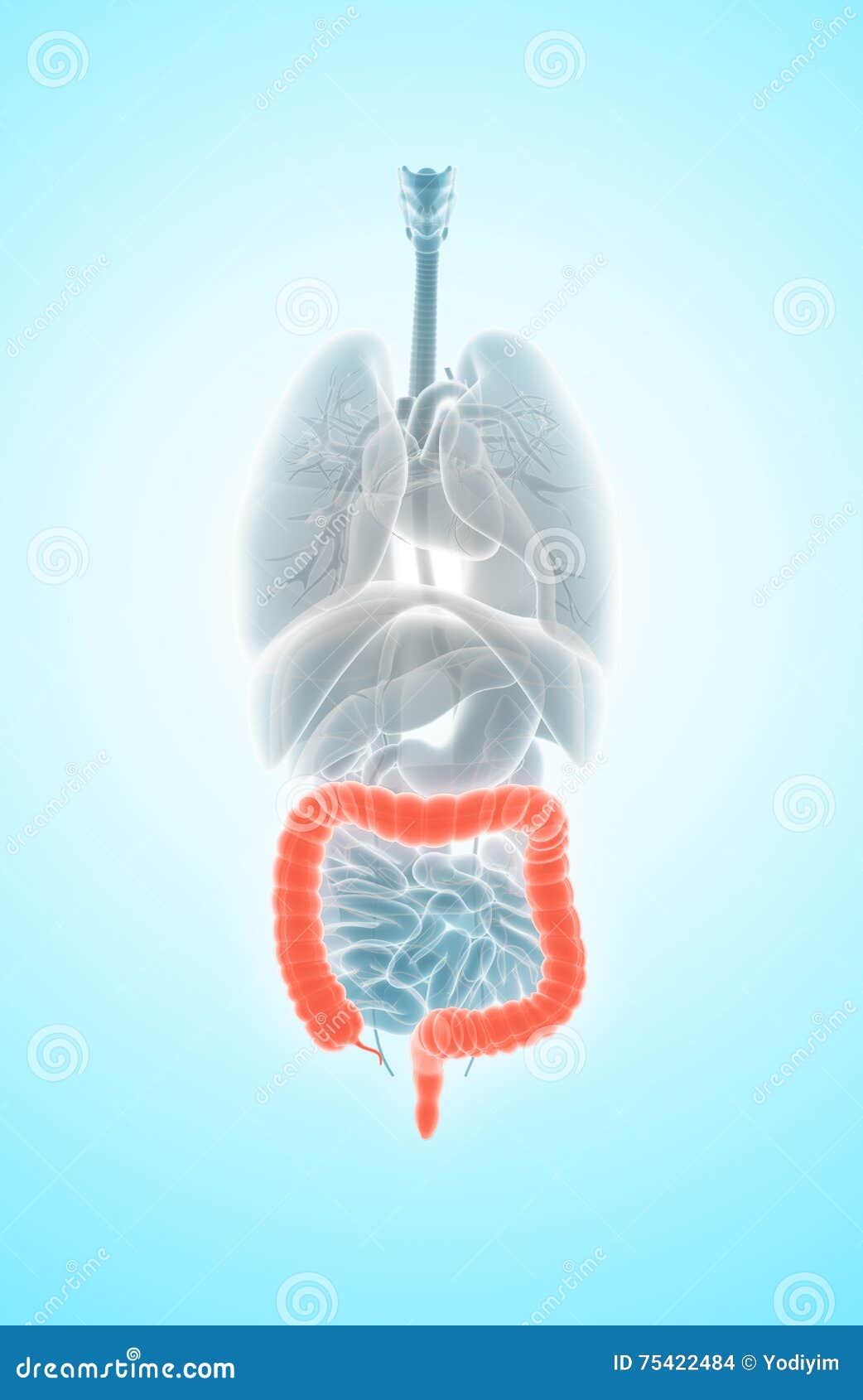 3D Illustration of Large Intestine. Stock Illustration - Illustration ...