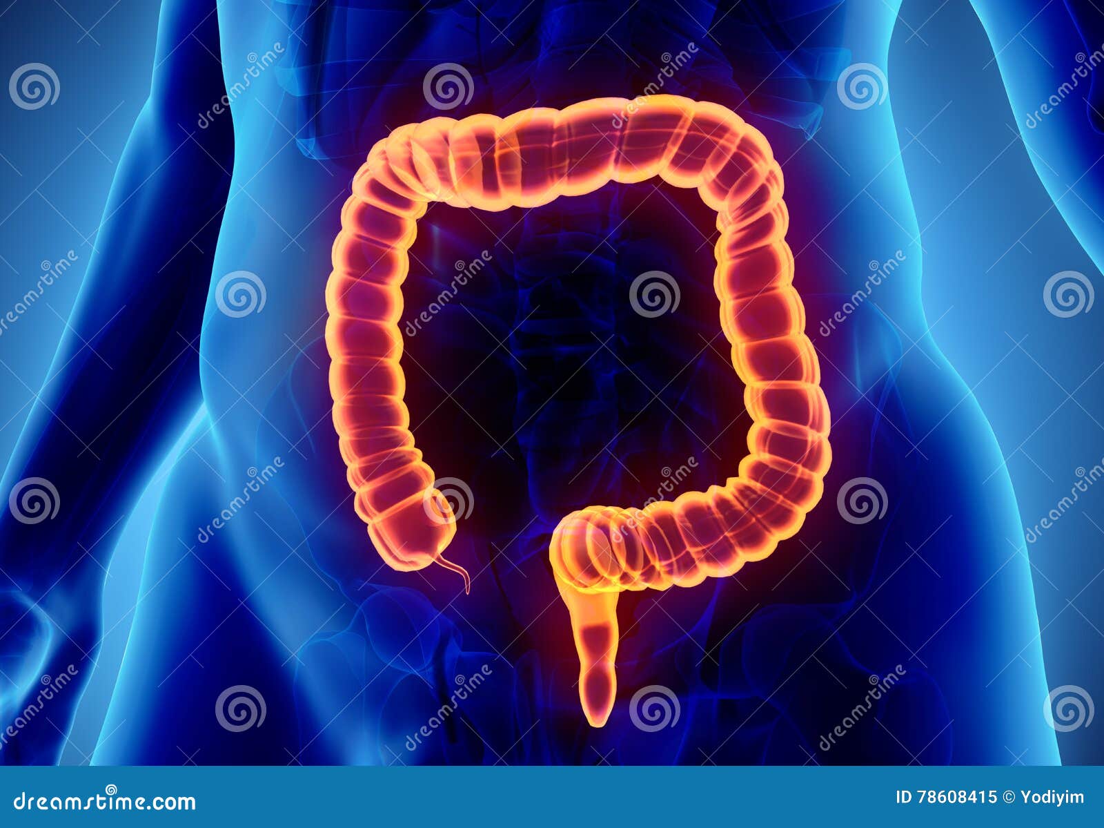 3D Illustration of Large Intestine. Stock Illustration - Illustration ...
