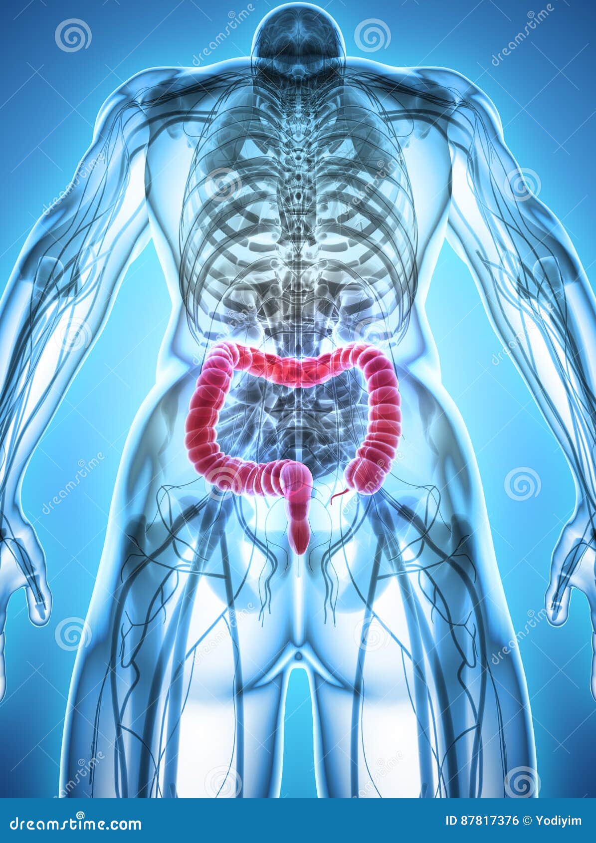 3D Illustration of Large Intestine. Stock Illustration - Illustration ...