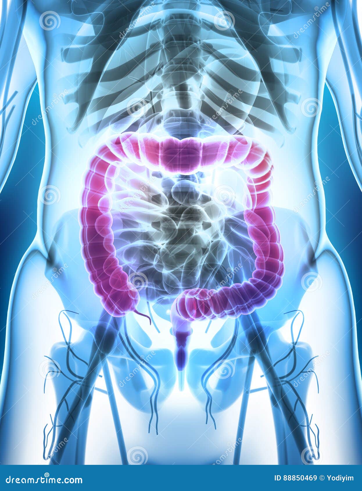 3D Illustration of Large Intestine. Stock Illustration - Illustration ...