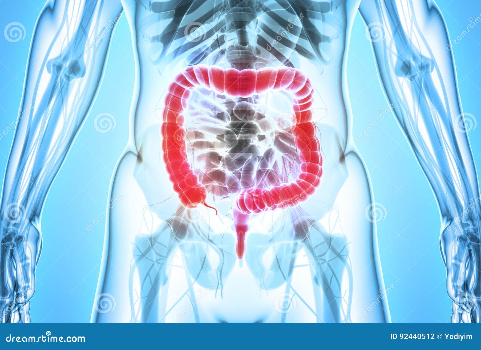 3D Illustration of Large Intestine. Stock Illustration - Illustration ...