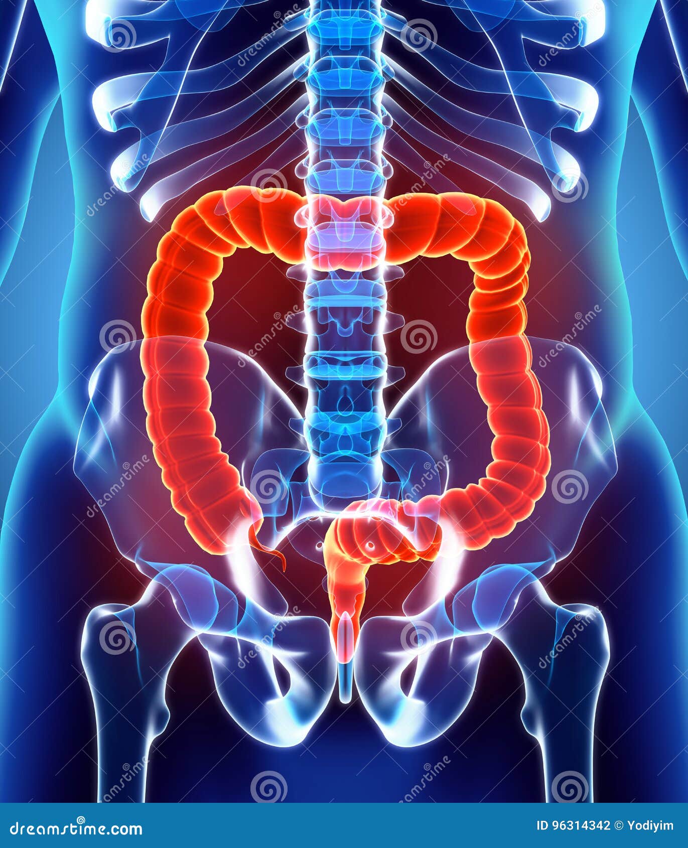 3D Illustration of Large Intestine. Stock Illustration - Illustration ...