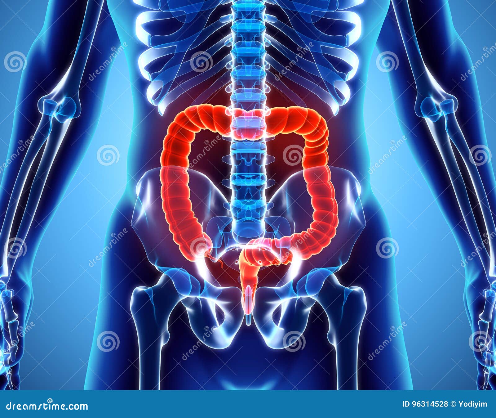 3D Illustration of Large Intestine. Stock Illustration - Illustration ...