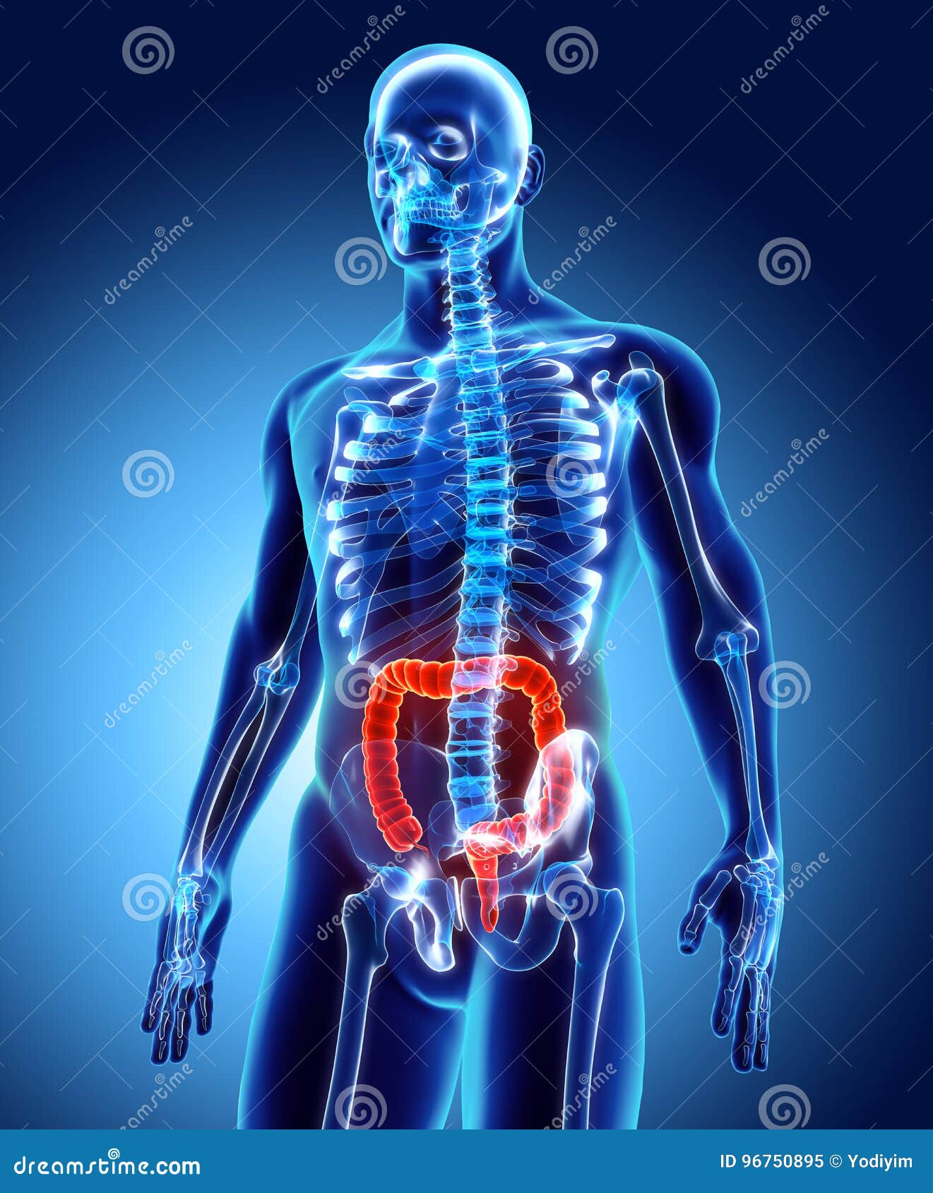 3D Illustration of Large Intestine. Stock Illustration - Illustration ...