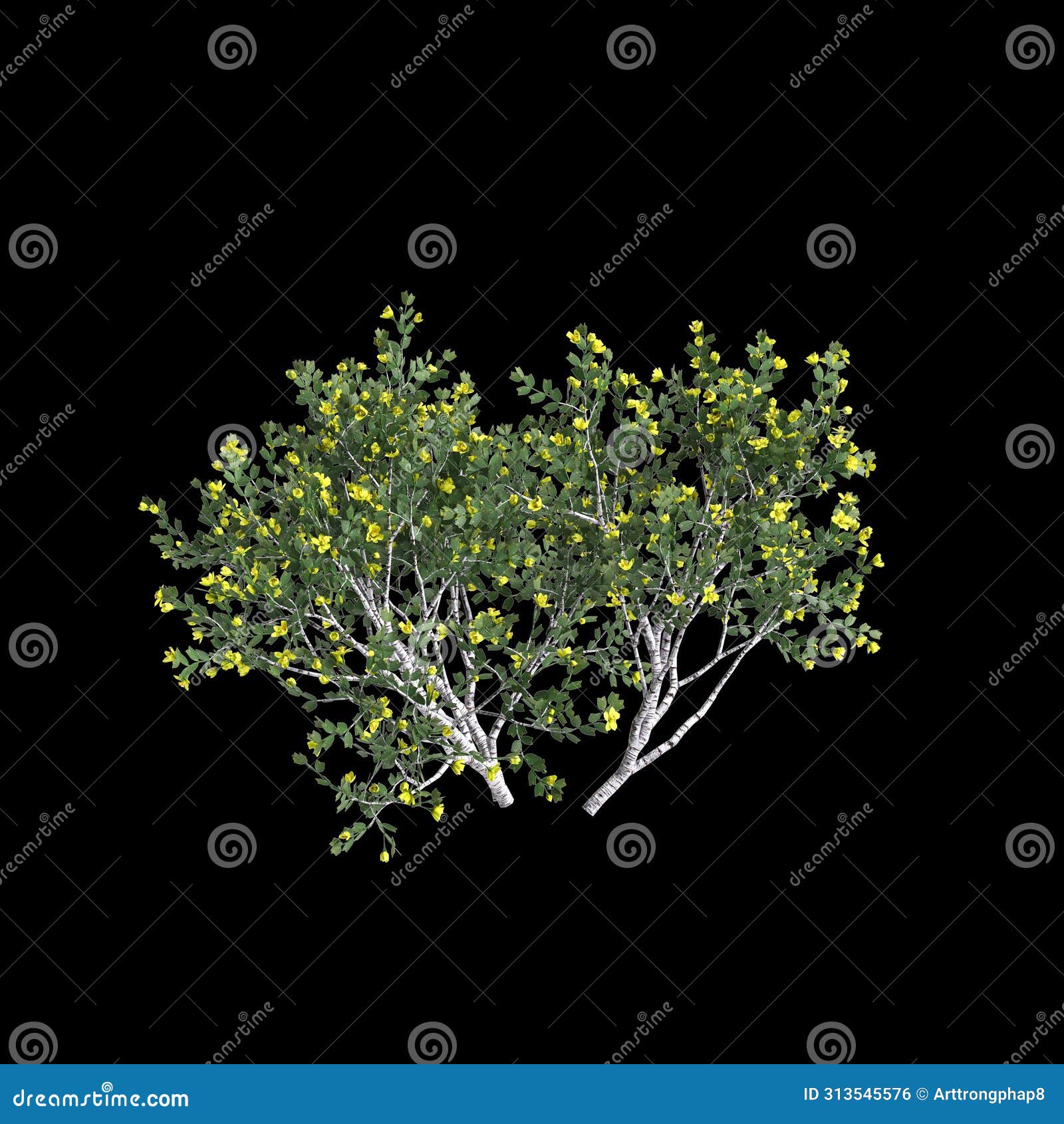 3d Illustration Of Larrea Cuneifolia Tree Isolated On Black Background ...
