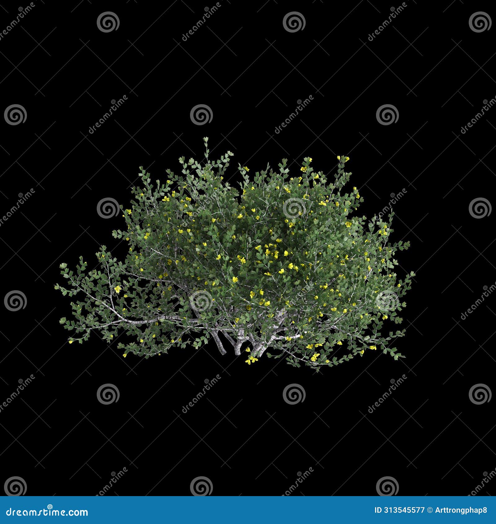3d Illustration Of Larrea Cuneifolia Tree Isolated On Black Background ...