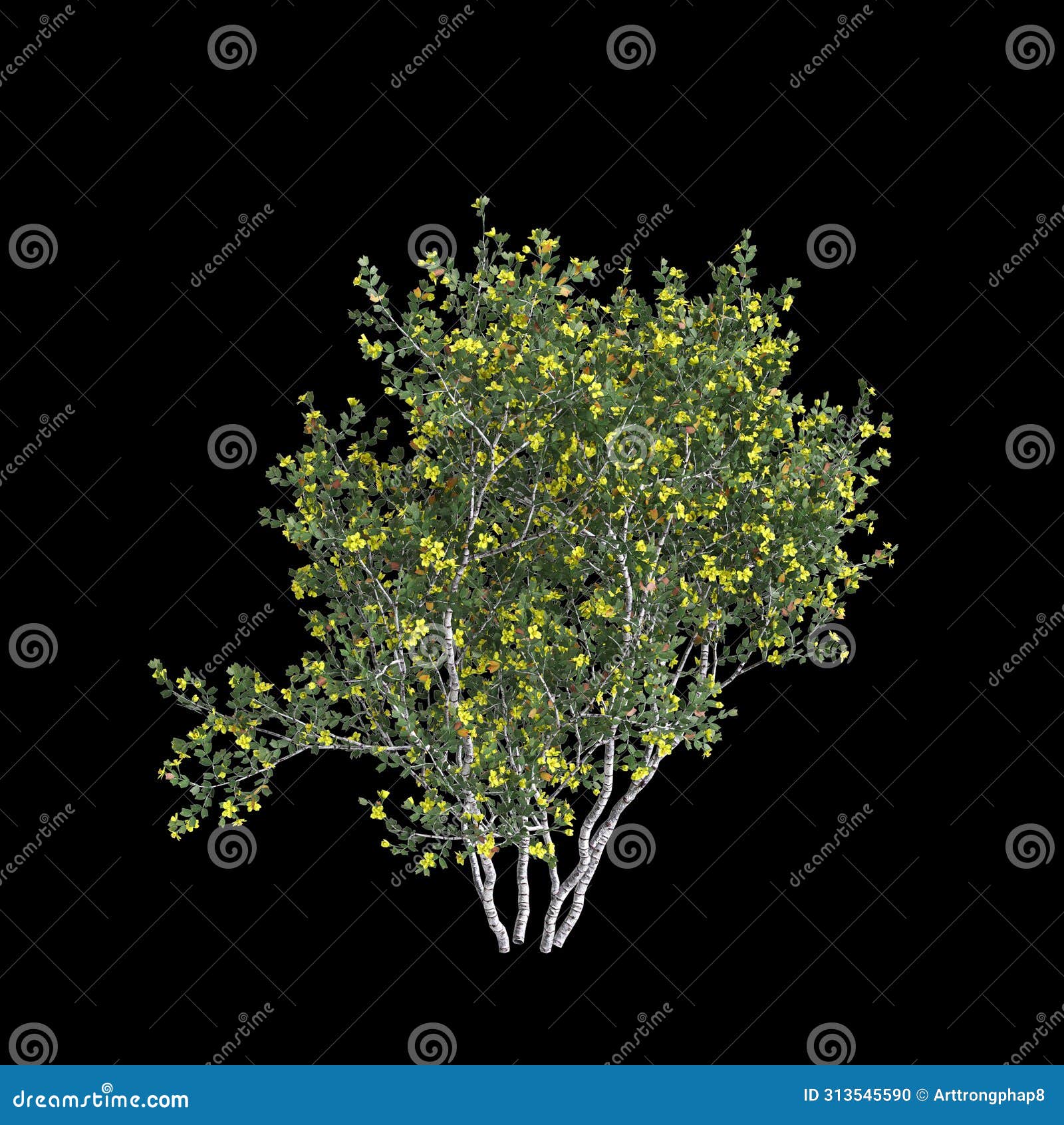 3d Illustration Of Larrea Cuneifolia Tree Isolated On Black Background ...