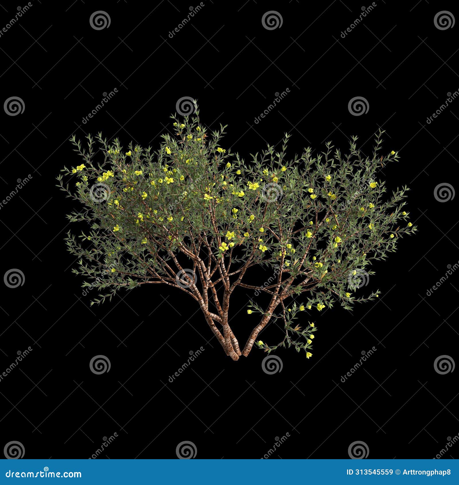 3d Illustration Of Larrea Cuneifolia Tree Isolated On Black Background ...