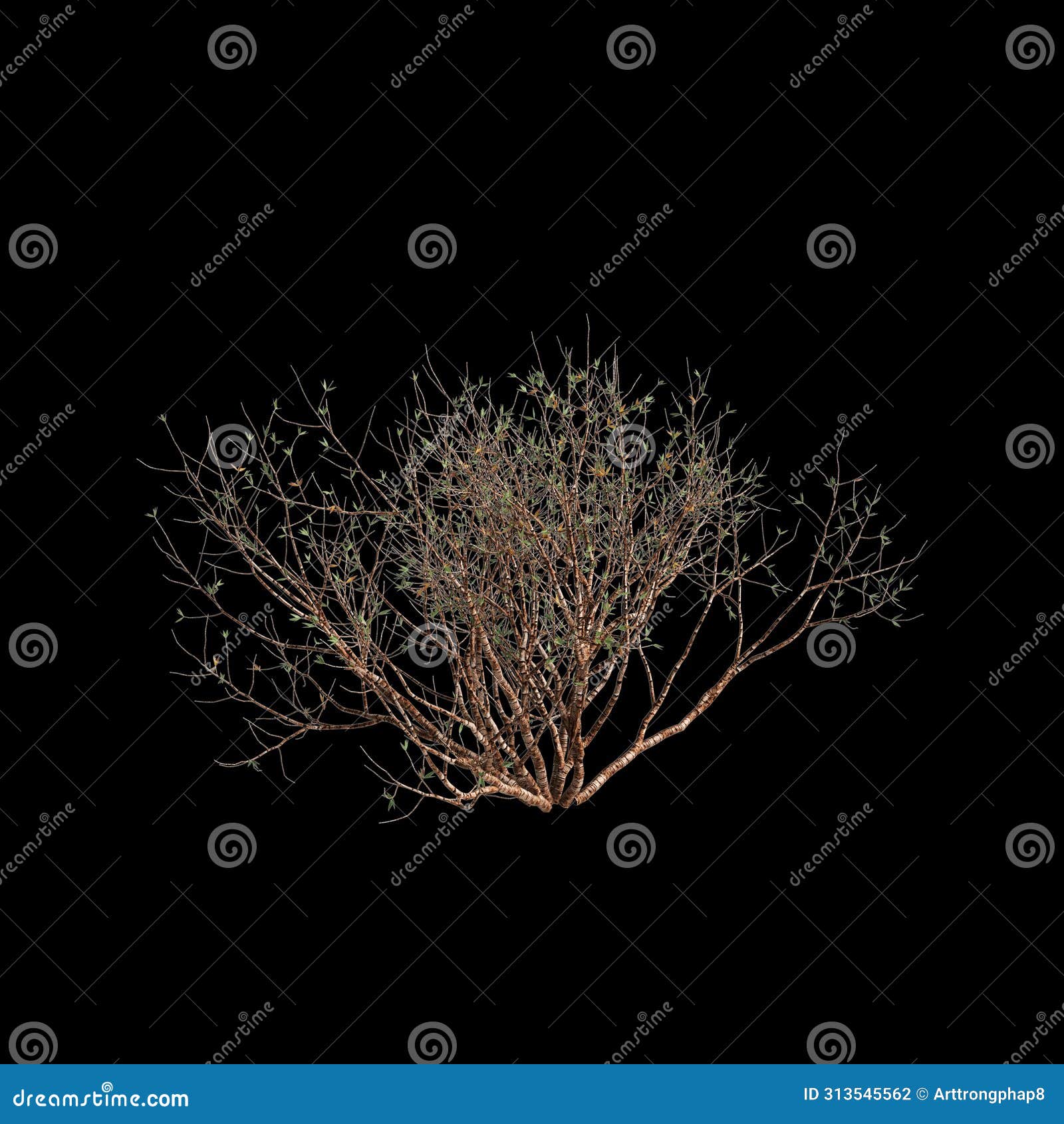 3d Illustration Of Larrea Divaricata Tree Isolated On Black Background ...