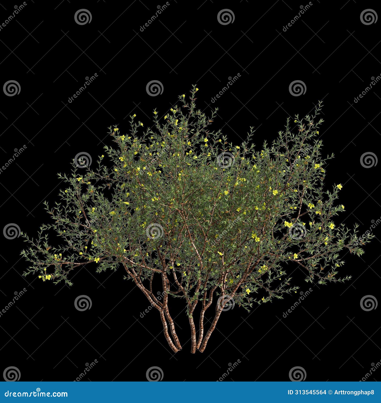 3d Illustration Of Larrea Divaricata Tree Isolated On Black Background ...