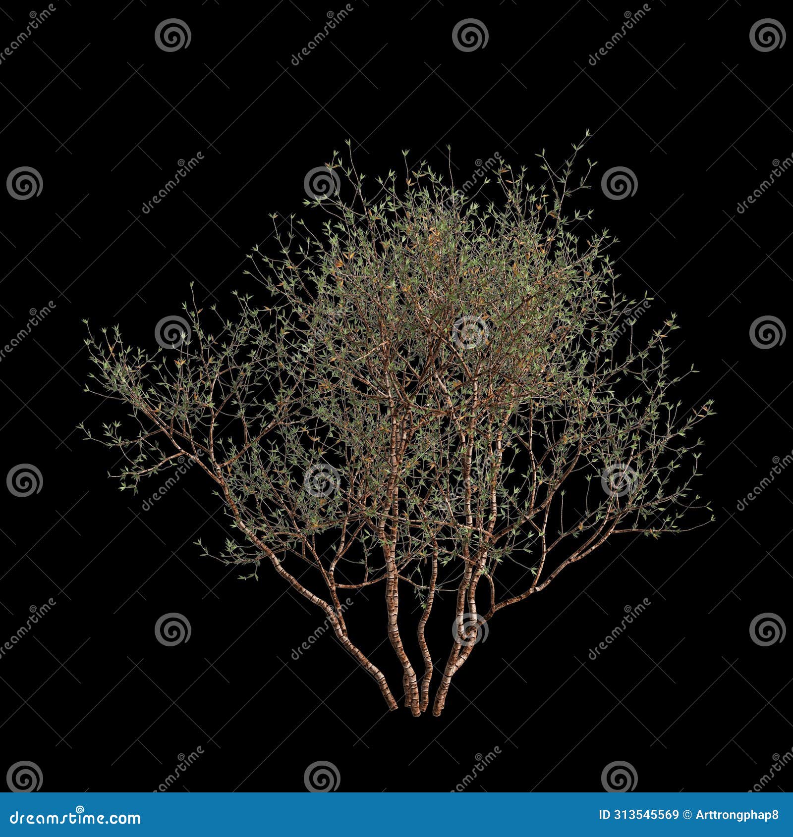3d Illustration Of Larrea Divaricata Tree Isolated On Black Background ...