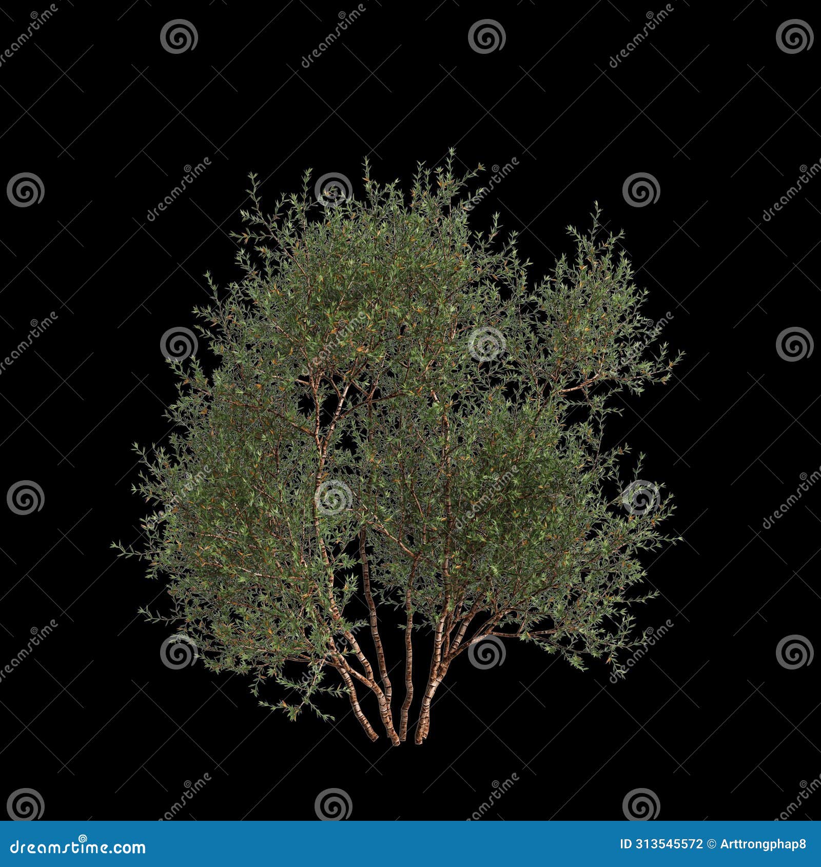 3d Illustration Of Larrea Divaricata Tree Isolated On Black Background ...