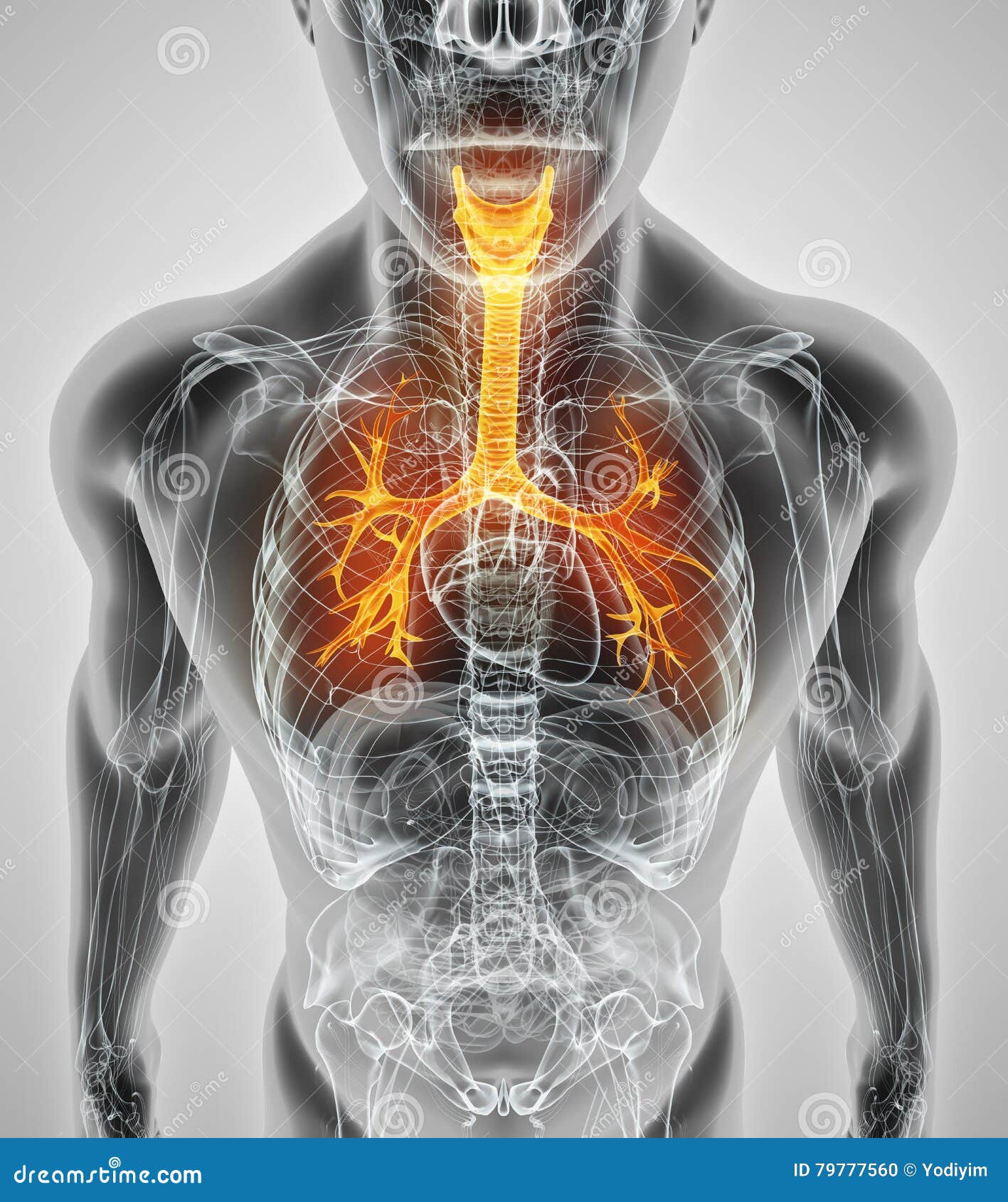 3D Illustration of Larynx Trachea Bronchi. Stock Illustration ...
