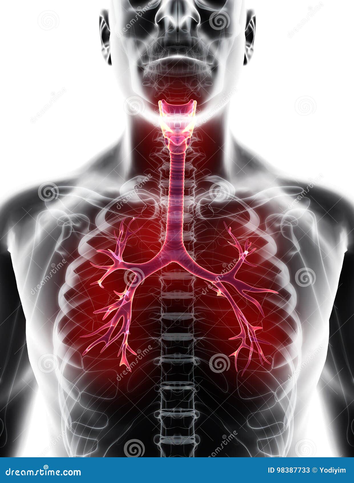 Respiratory System Without Labels 3d