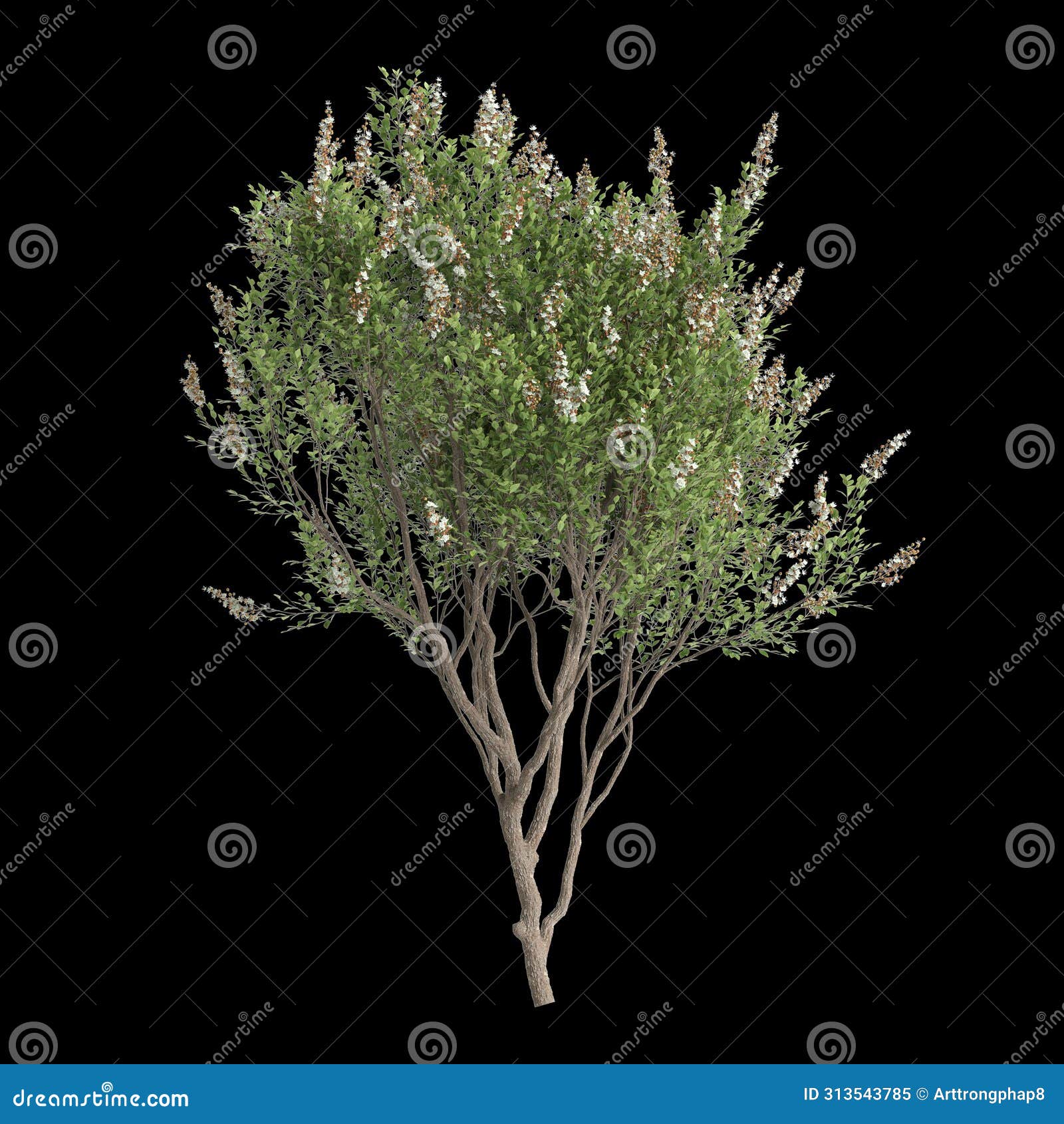 3d Illustration of Lawsonia Inermis Tree Isolated on Black Background ...