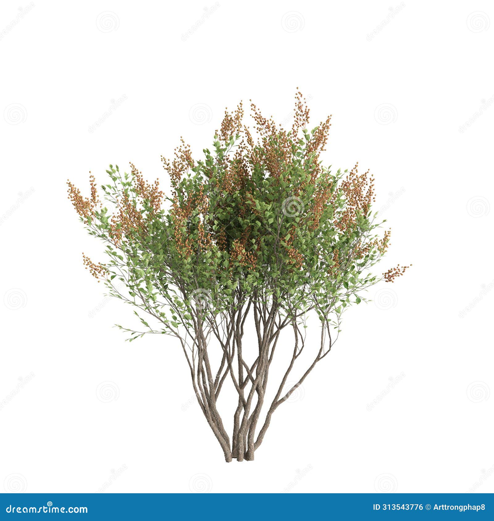 3d Illustration of Lawsonia Inermis Tree Isolated on White Background ...