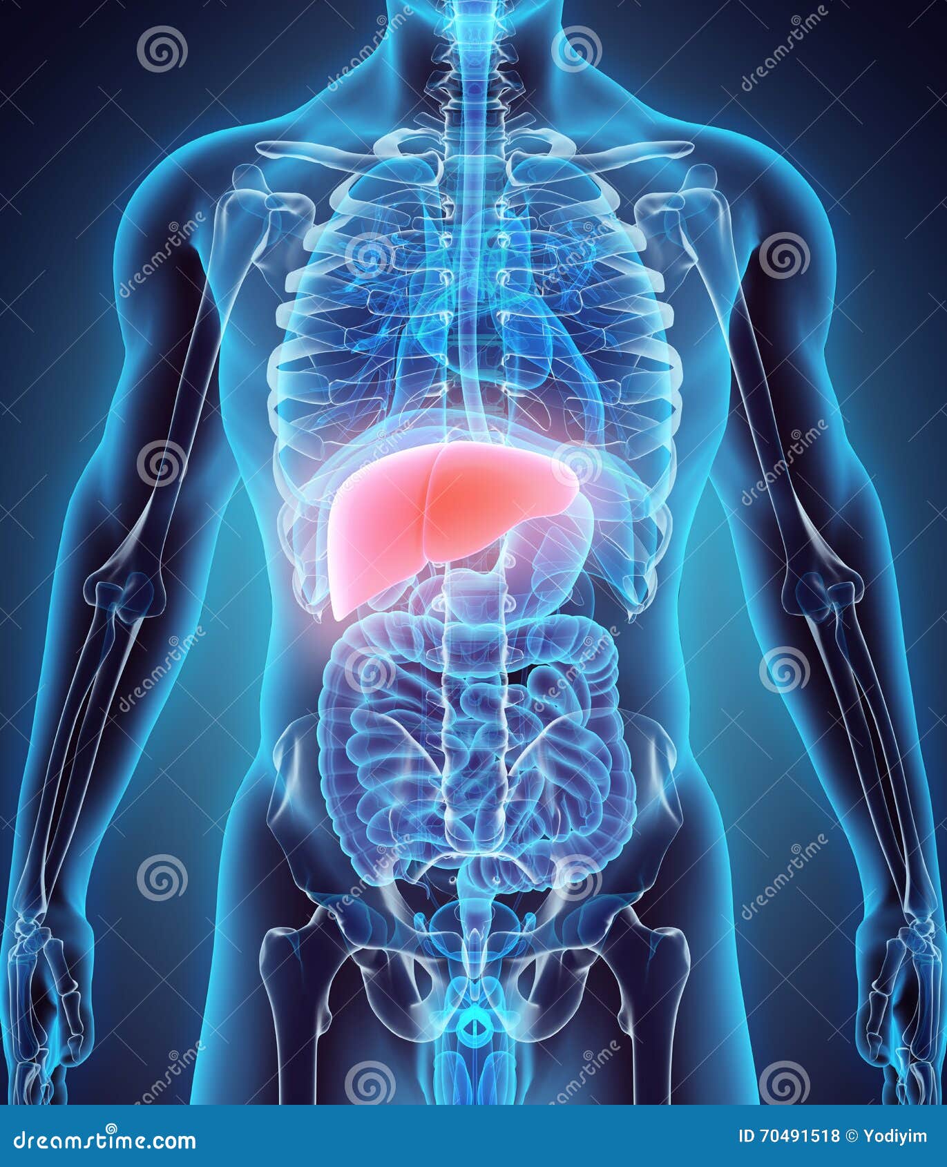 Liver A Part Of Human Digestive System Anatomy Royalty-Free Stock Photo ...