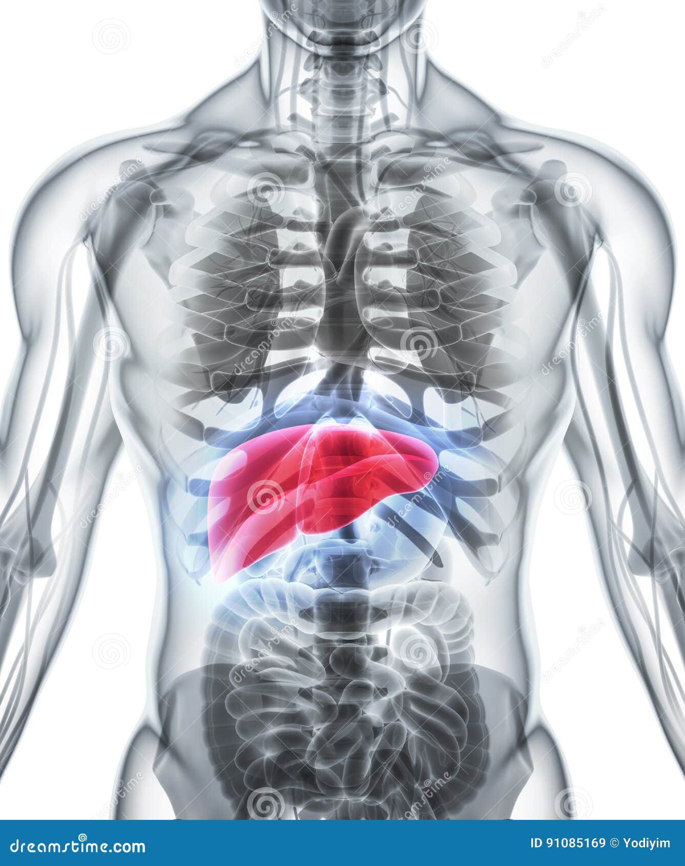 Liver A Part Of Human Digestive System Anatomy Royalty-Free Stock Image ...