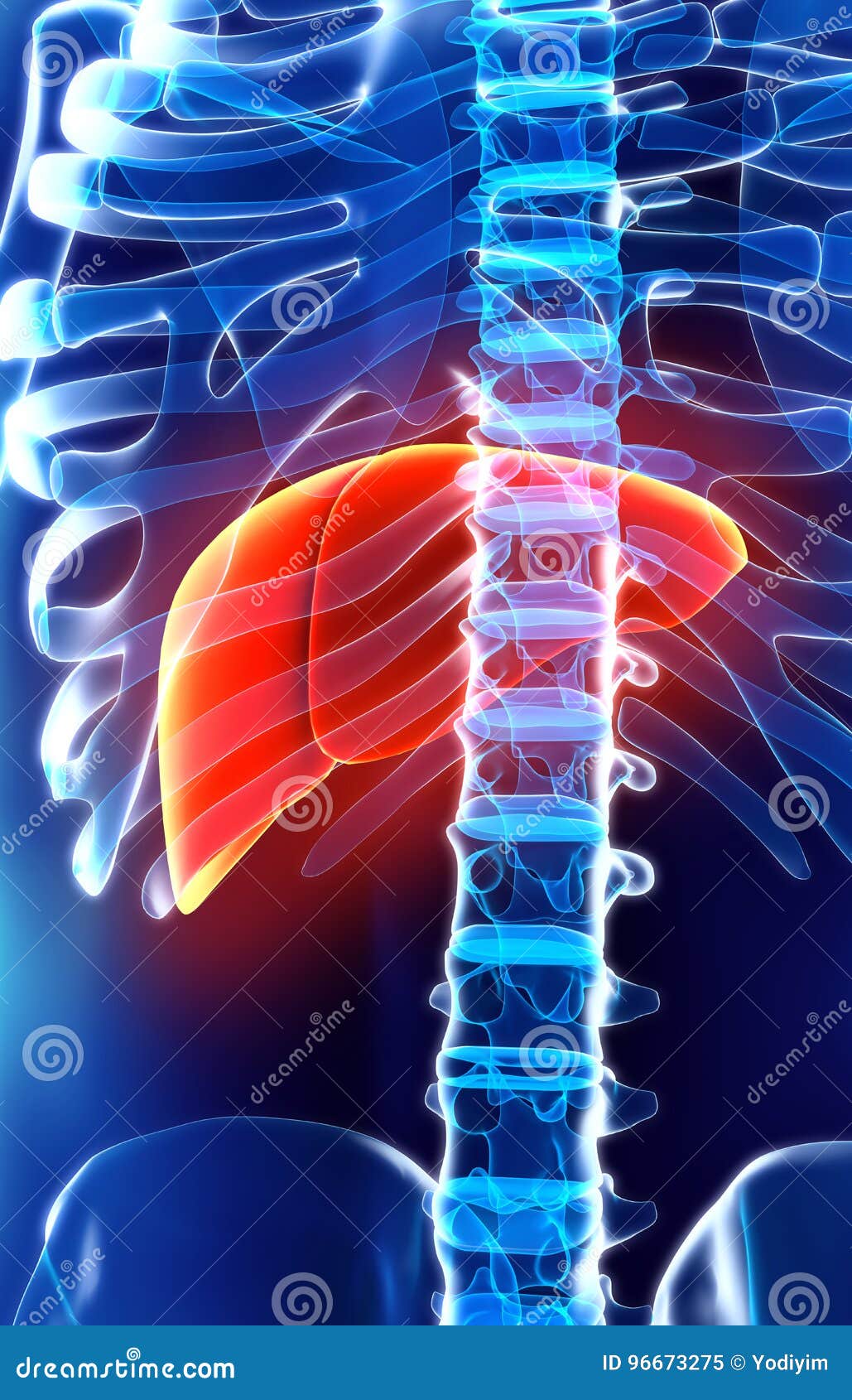 3D illustration of Liver. stock illustration. Illustration of treatment ...