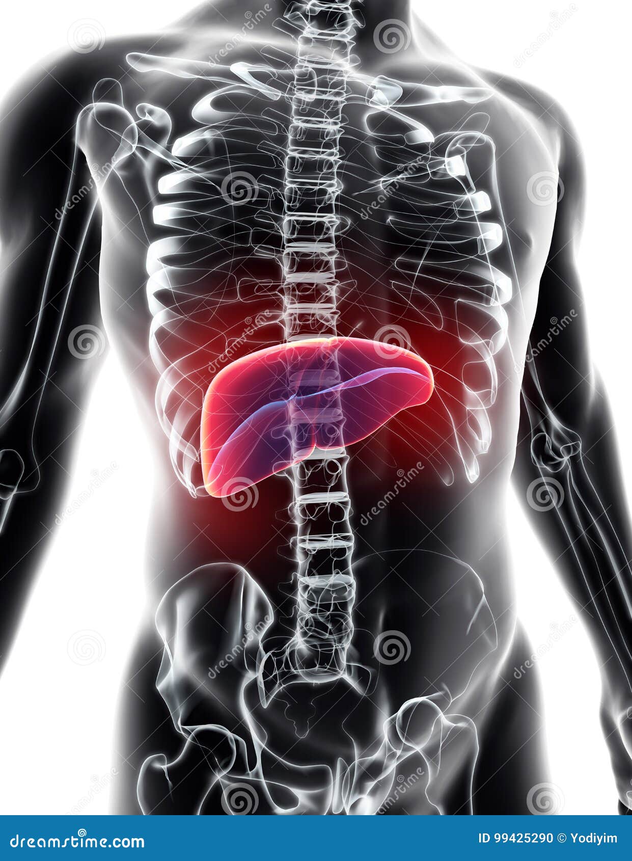 Liver A Part Of Human Digestive System Anatomy Royalty-Free Stock Image ...