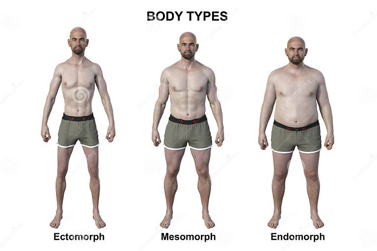 A 3d Illustration Of A Male Body Showcasing Three Different Body Types