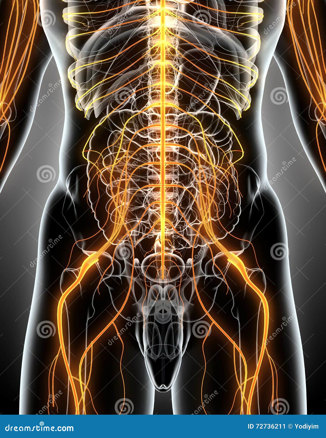 3D Illustration Male Nervous System. Stock Illustration - Illustration ...