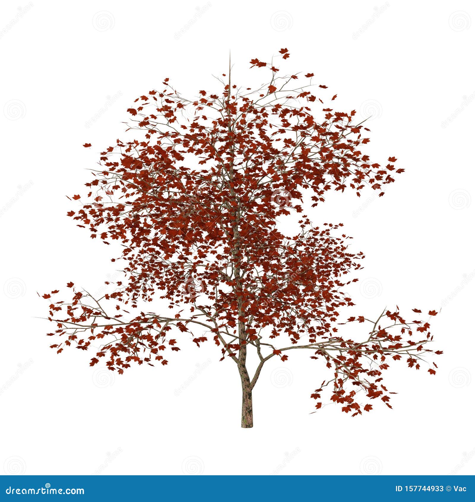 3D Illustration Maple Tree on White Stock Illustration - Illustration ...