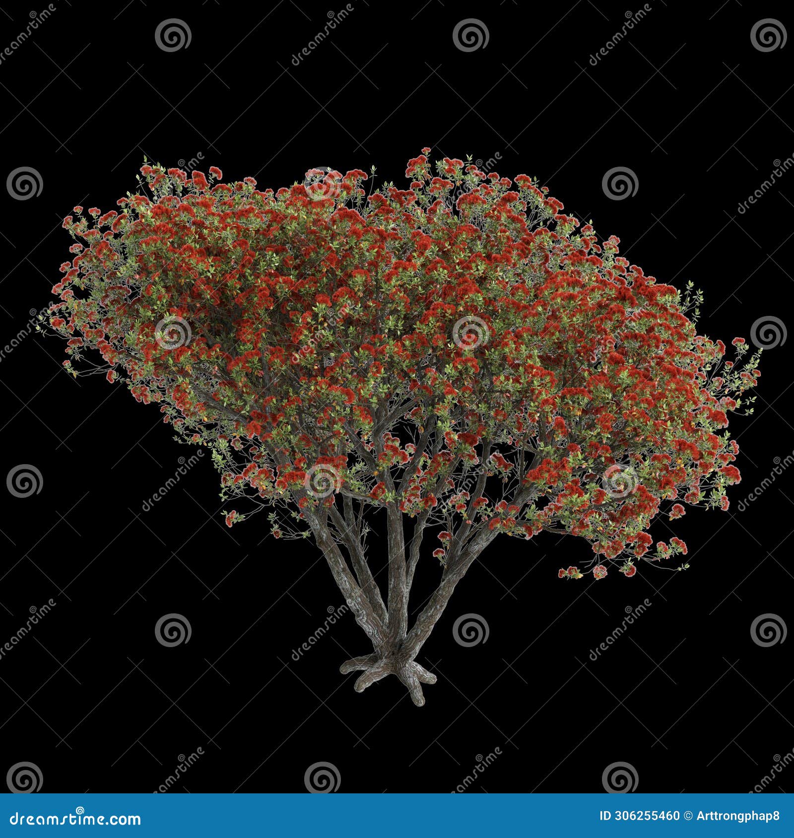 3d Illustration of Metrosideros Excelsa Tree Isolated on Black ...