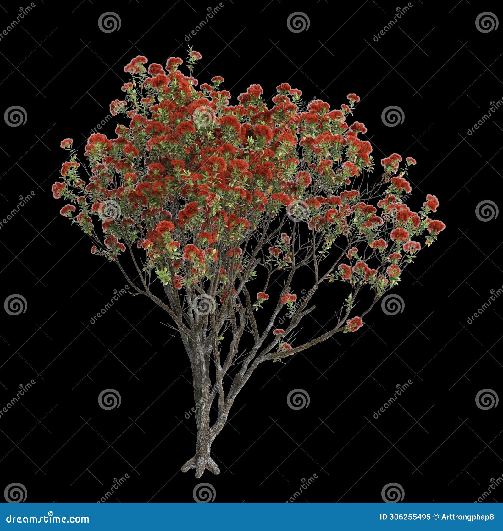 3d Illustration Of Set Metrosideros Excelsa Tree Isolated On Black ...