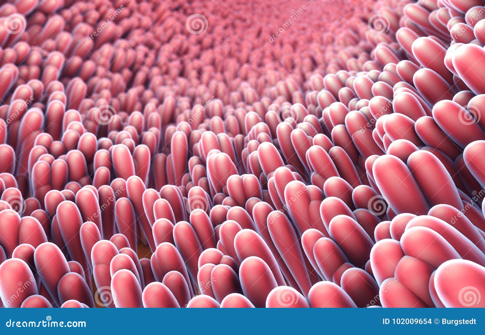 3d Illustration of Microscopic Closeup of Intestine Villus Stock ...