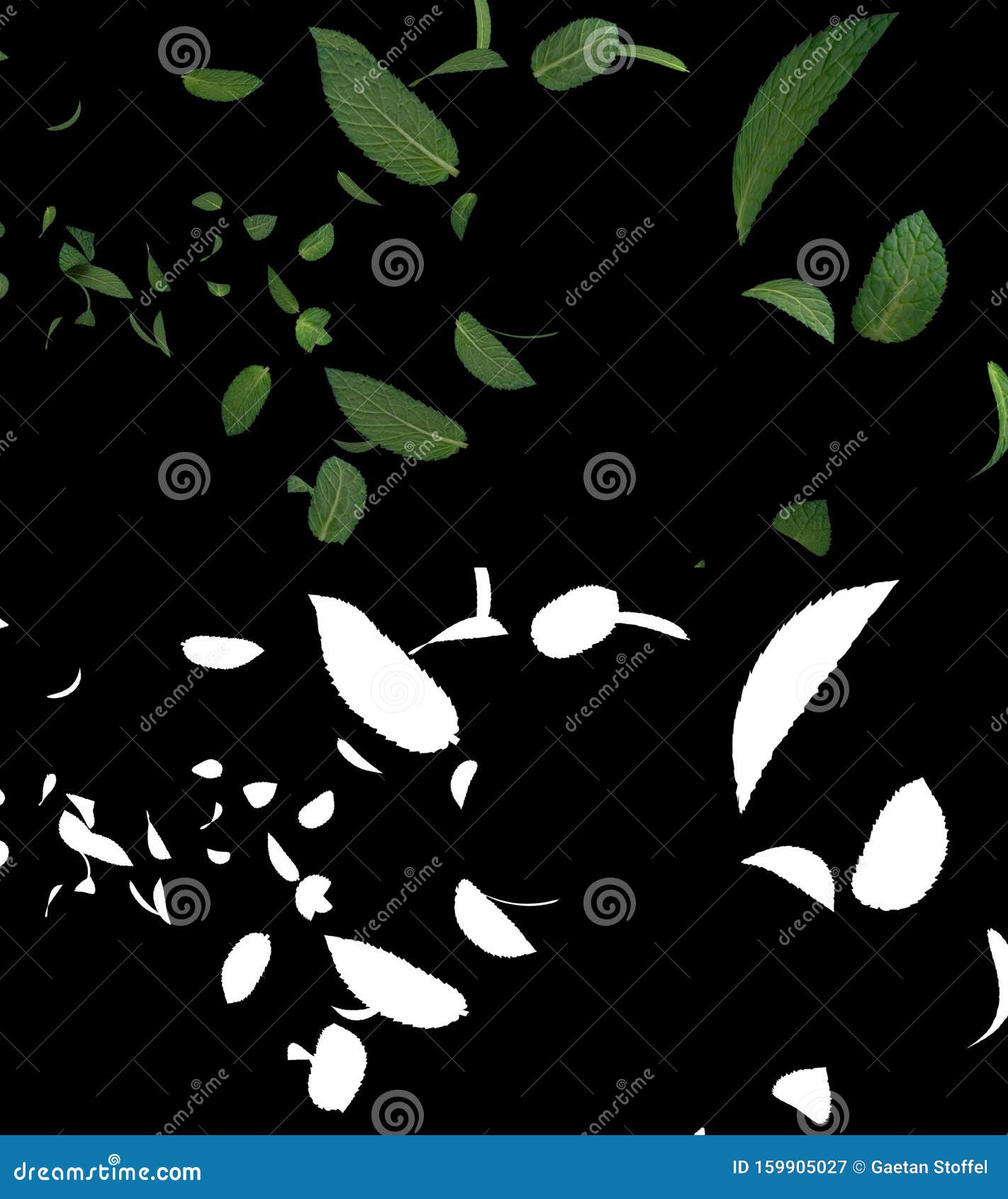 3D Illustration of a Mint Leaves Flow with Alpha Layer Stock ...