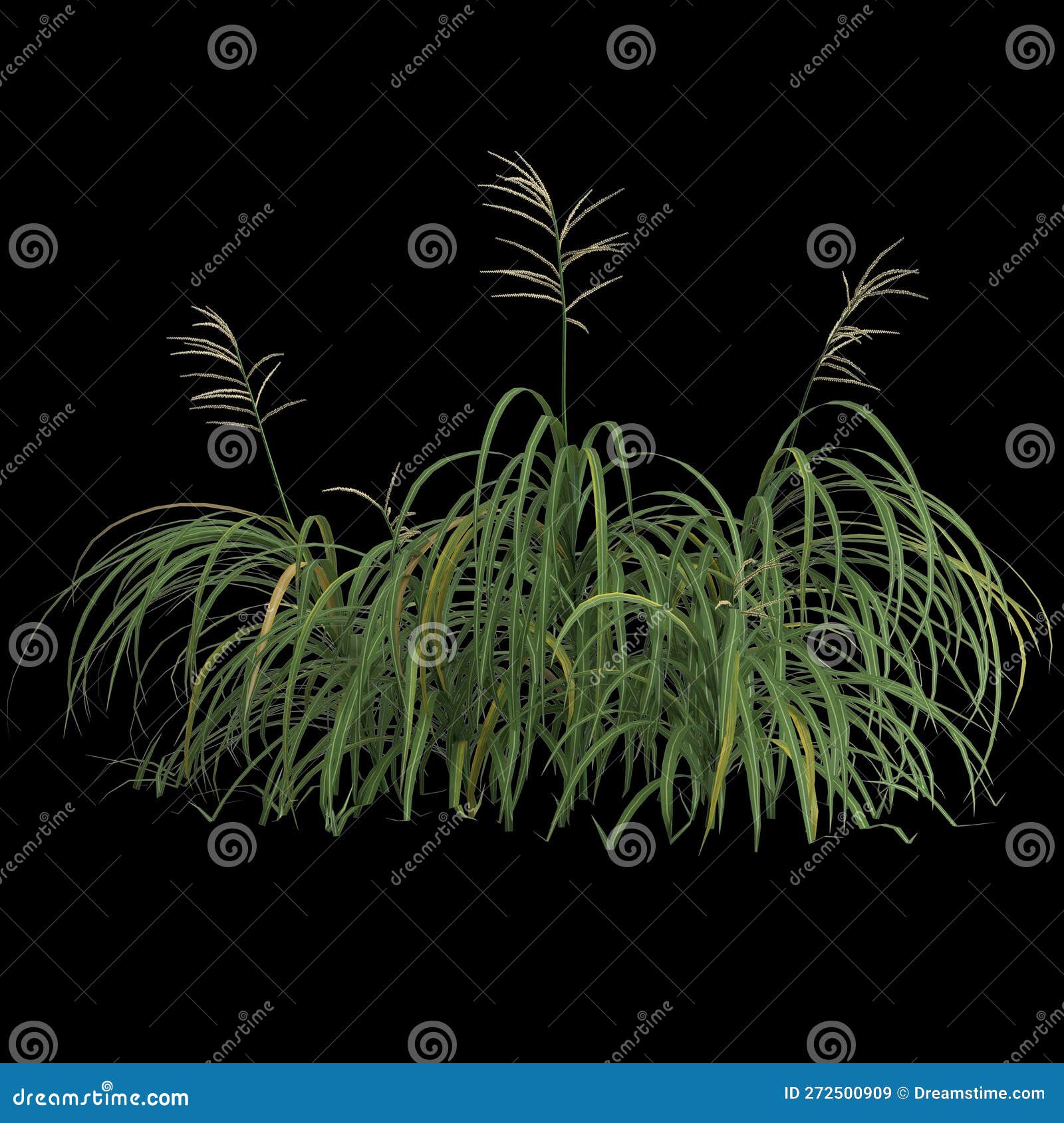 3d Illustration of Miscanthus Bush Isolated on Black Background Stock Illustration ...