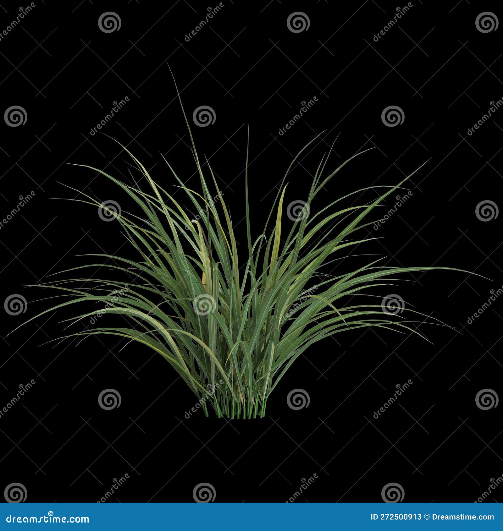 3d Illustration of Miscanthus Bush Isolated on Black Background Stock ...