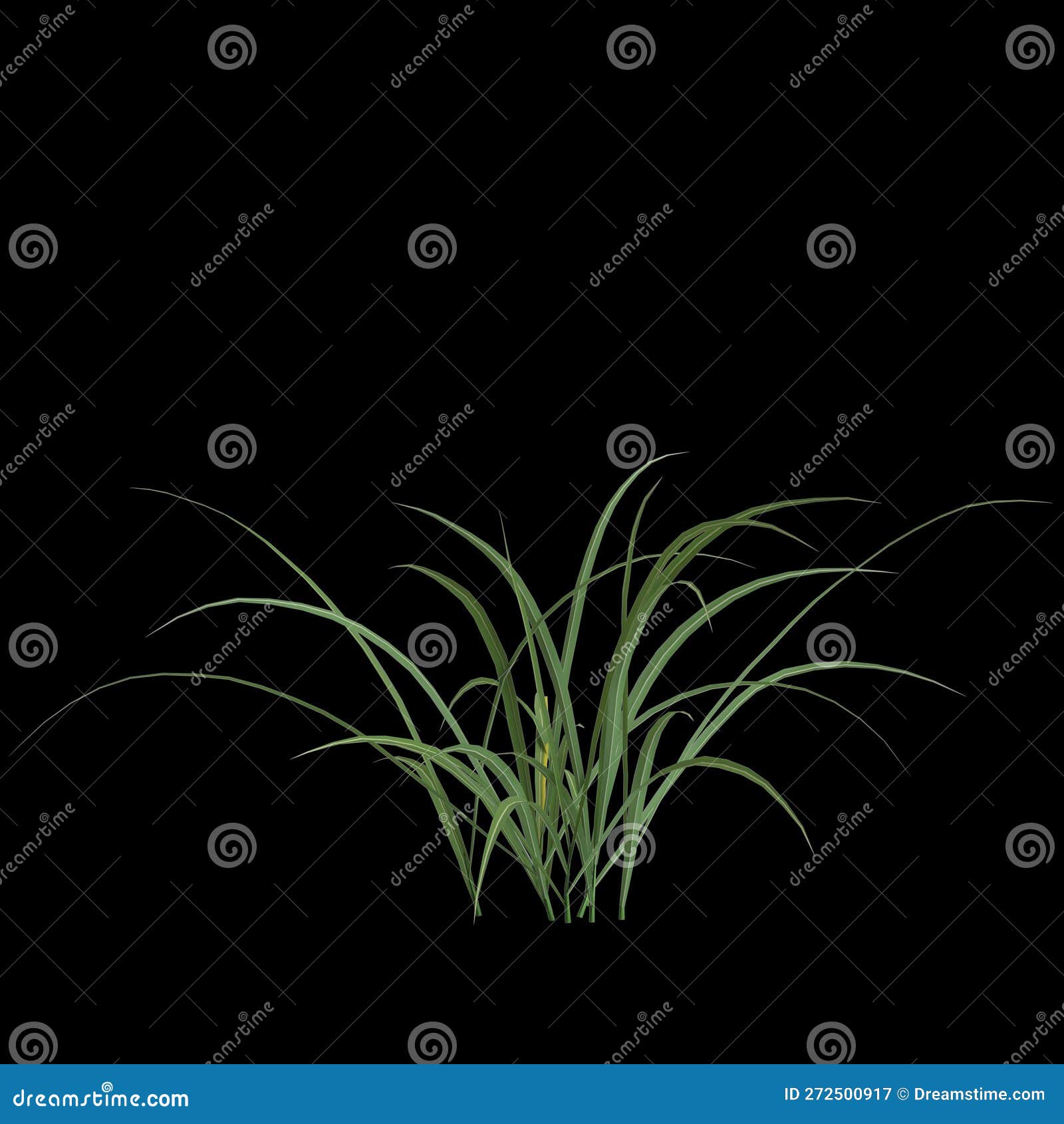 3d Illustration of Miscanthus Bush Isolated on Black Background Stock ...