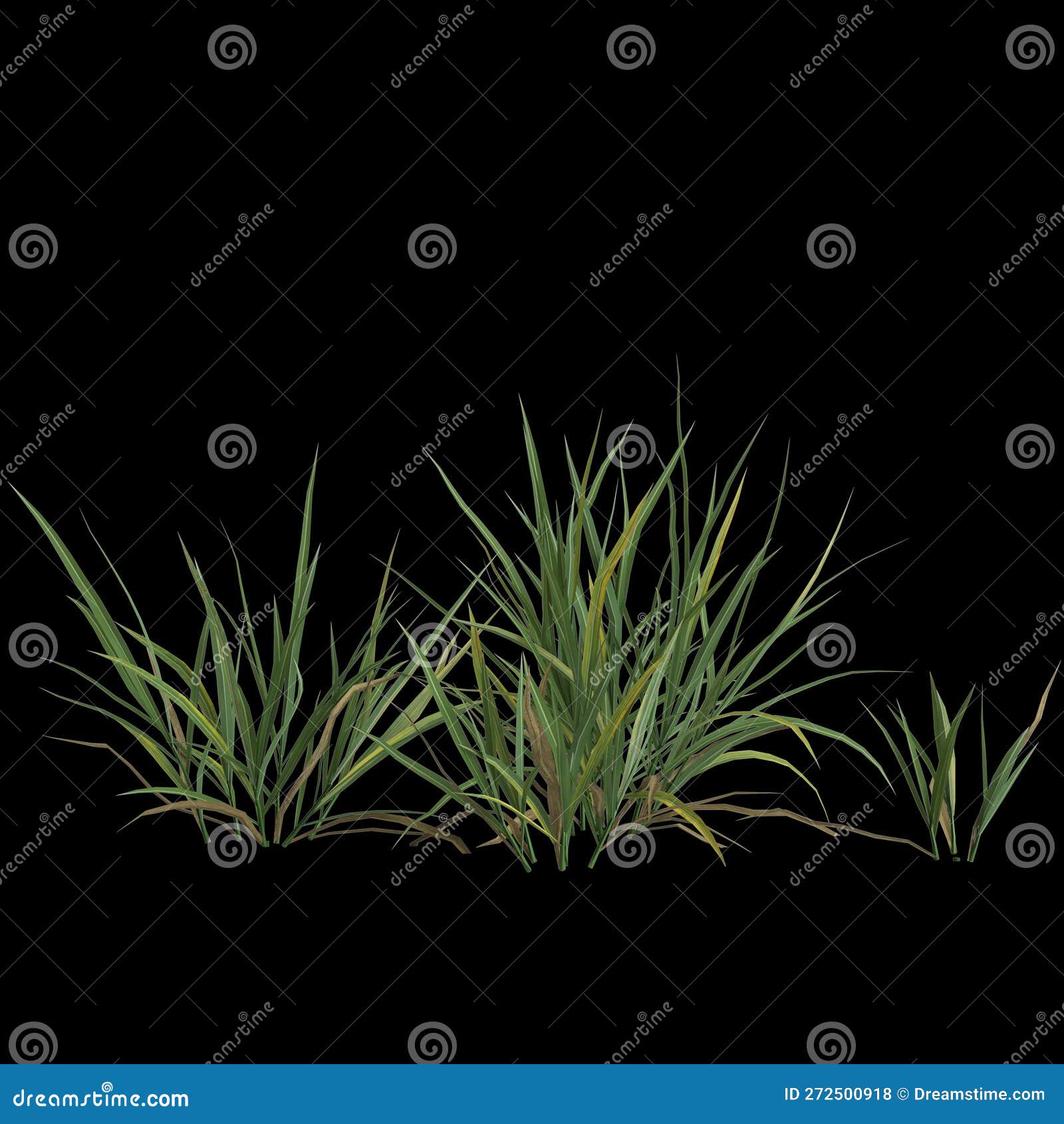 3d Illustration of Miscanthus Bush Isolated on Black Background Stock ...