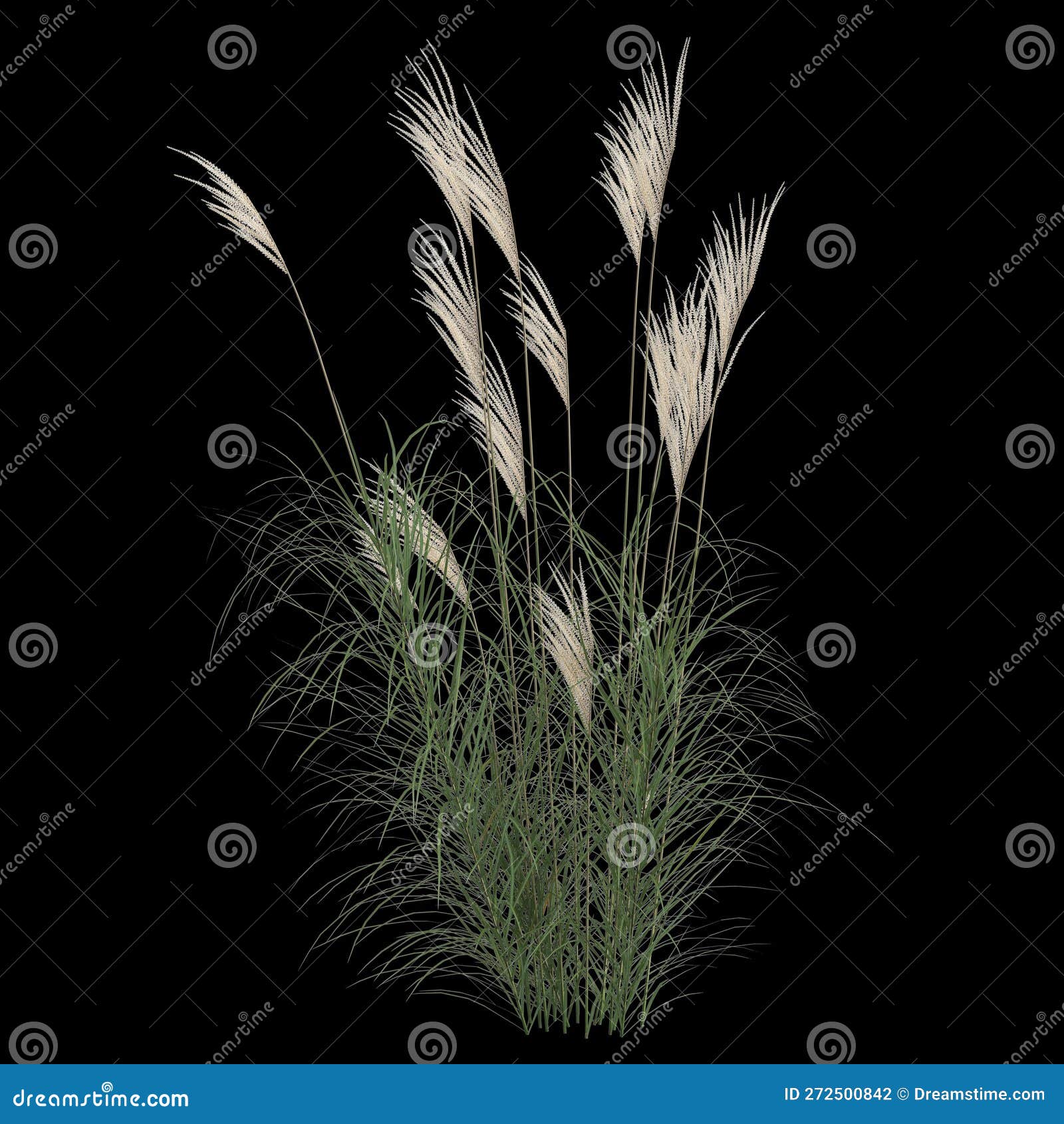 3d Illustration of Miscanthus Sinensis Bush Isolated on Black ...