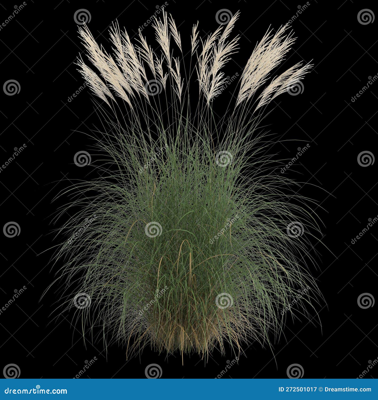 3d Illustration of Miscanthus Sinensis Bush Isolated on Black ...