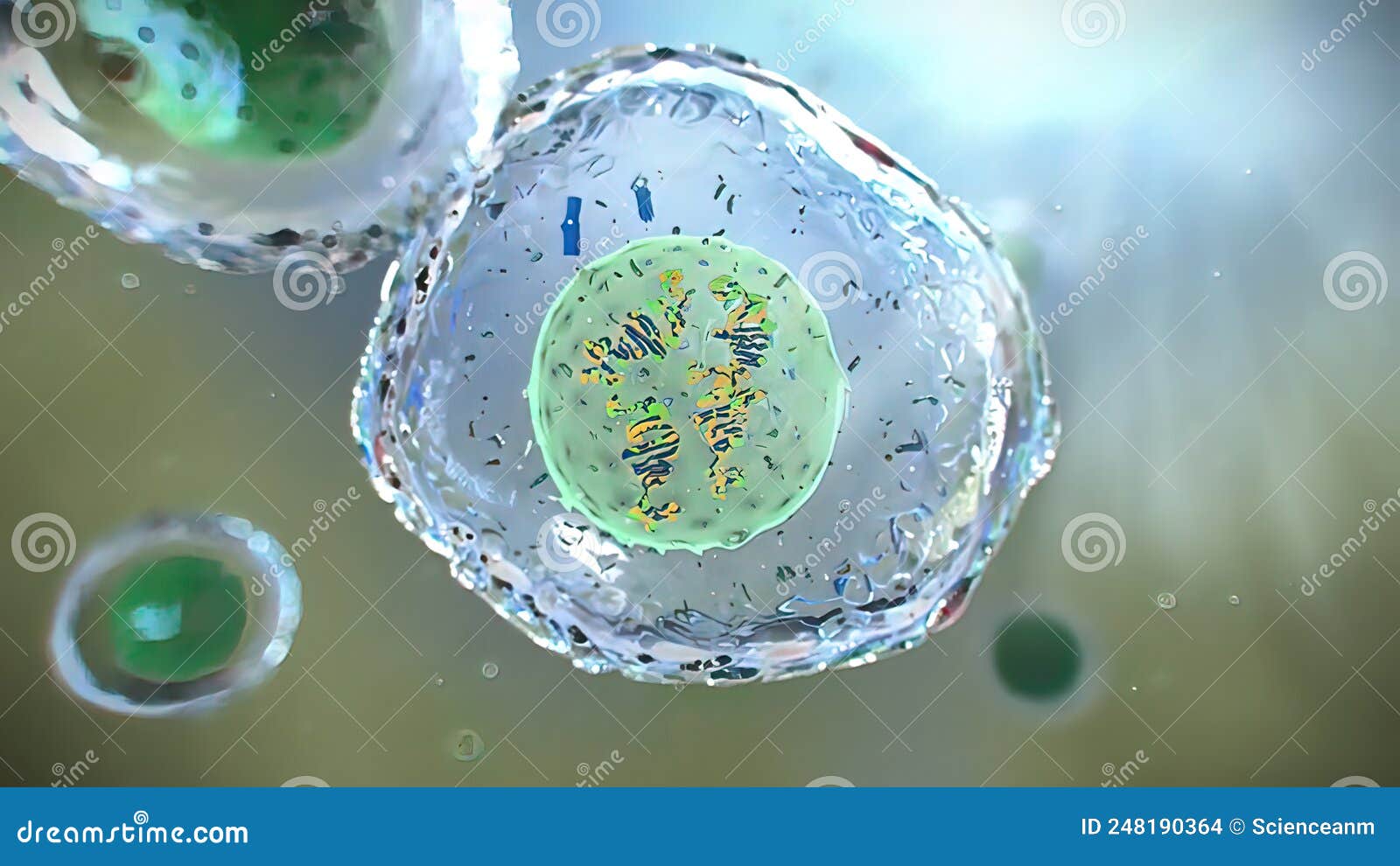 Mitotic Cell Division Cartoon Vector | CartoonDealer.com #41929459 Mitotic Cell Division Cartoon Vector | CartoonDealer.com #41929459