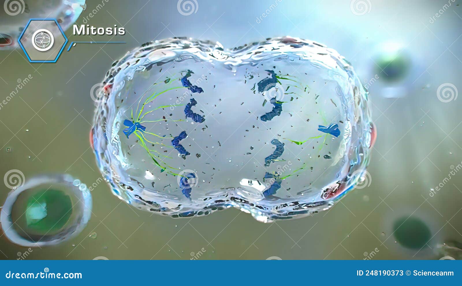 Mitotic Cell Division Cartoon Vector | CartoonDealer.com #41929459 Mitotic Cell Division Cartoon Vector | CartoonDealer.com #41929459