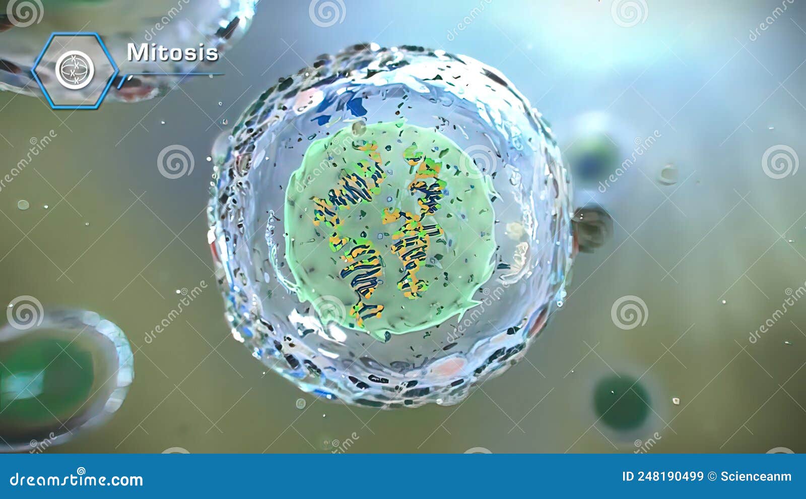 Mitotic Cell Division Cartoon Vector | CartoonDealer.com #41929459 Mitotic Cell Division Cartoon Vector | CartoonDealer.com #41929459