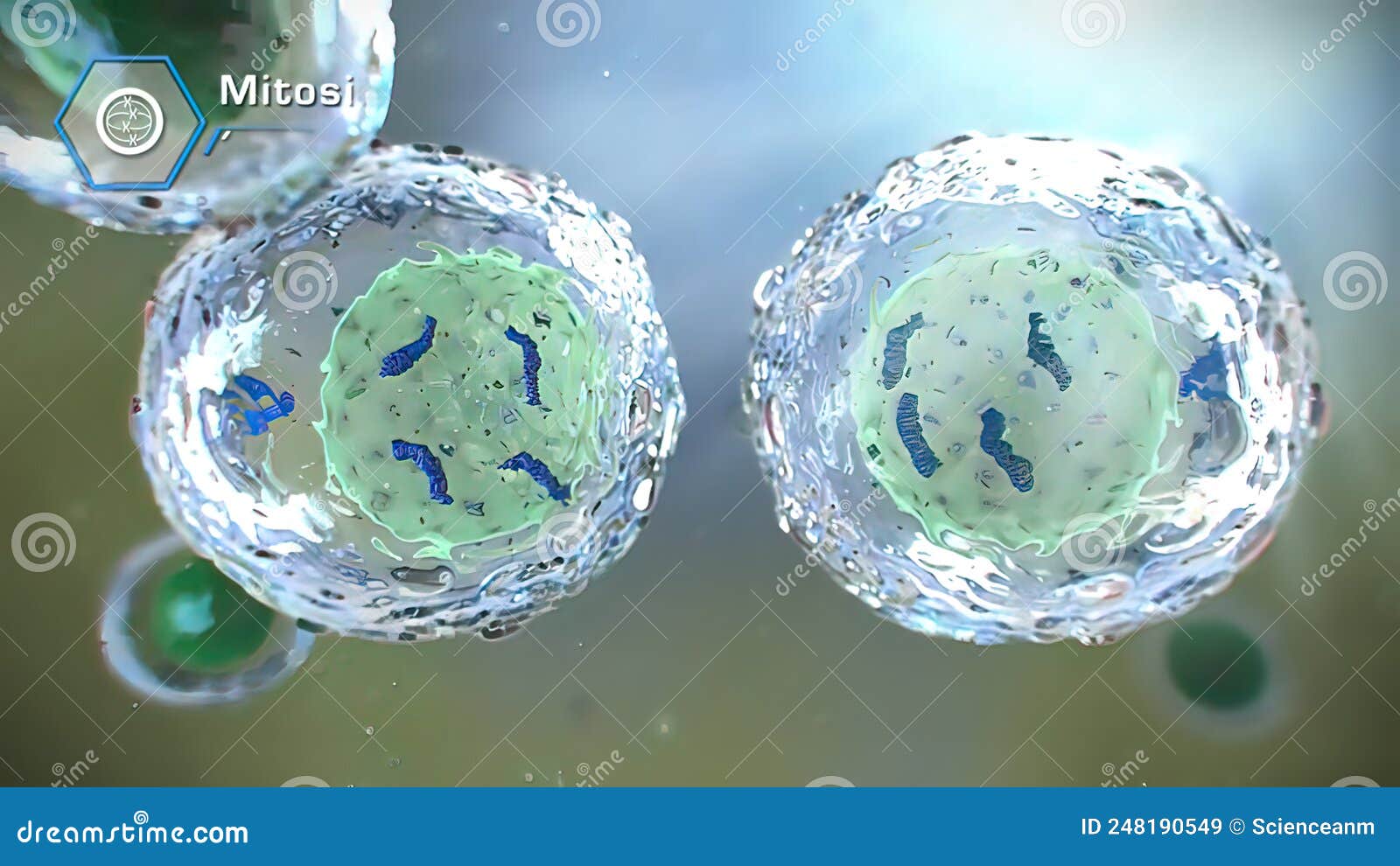 Mitotic Cell Division Cartoon Vector | CartoonDealer.com #41929459 Mitotic Cell Division Cartoon Vector | CartoonDealer.com #41929459