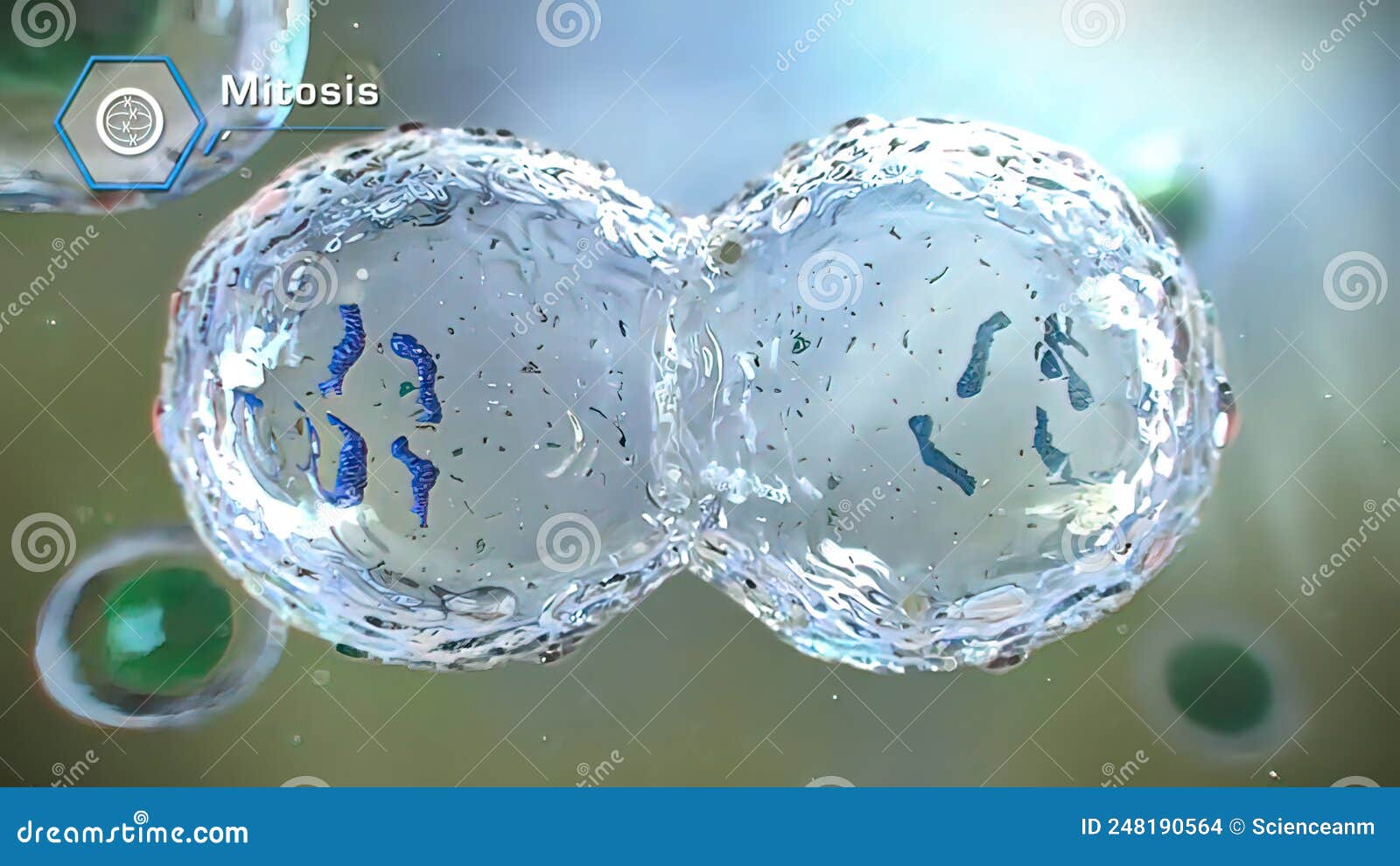Mitotic Cell Division Cartoon Vector | CartoonDealer.com #41929459