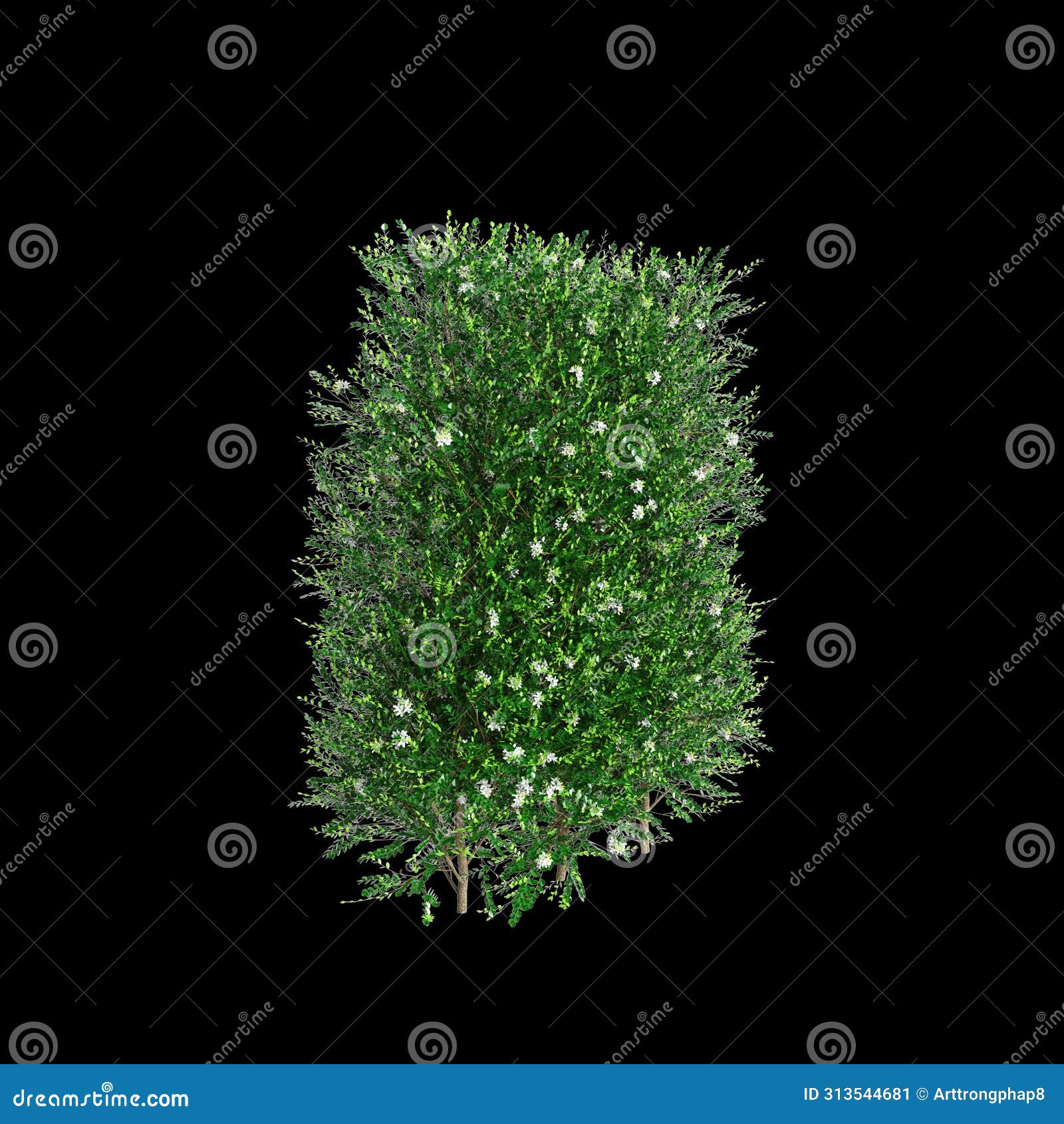 3d Illustration of Murraya Paniculata Bush Isolated on Black Background ...