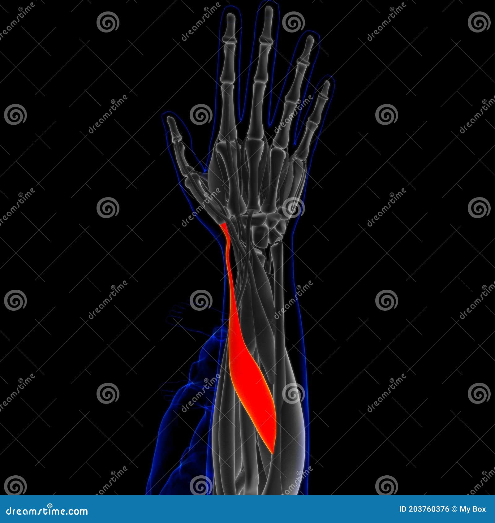 Abductor Pollicis Longus Muscle Anatomy for Medical Concept 3D ...