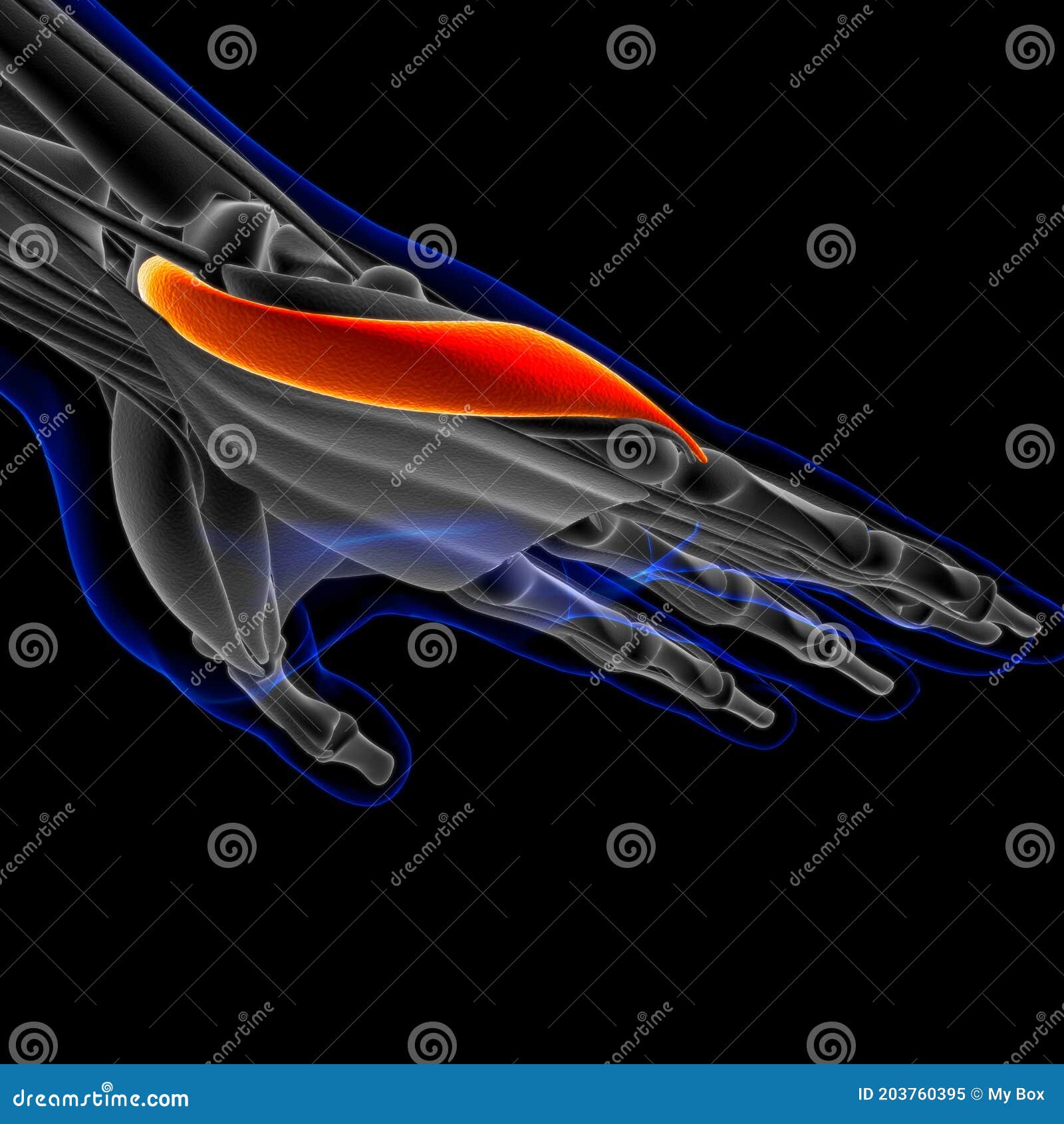 Abductor Digiti Quinti Brevis Muscle of Hand Anatomy for Medical ...